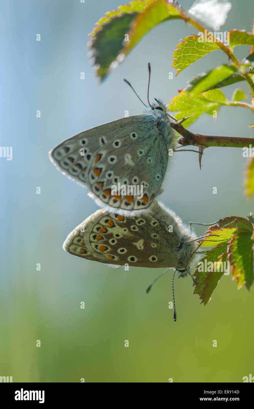 Male and Female common blue butterflies mating Stock Photo - Alamy