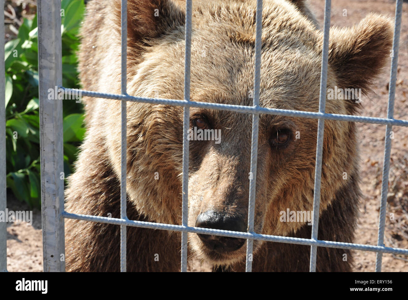Animal behind bars hi-res stock photography and images - Alamy