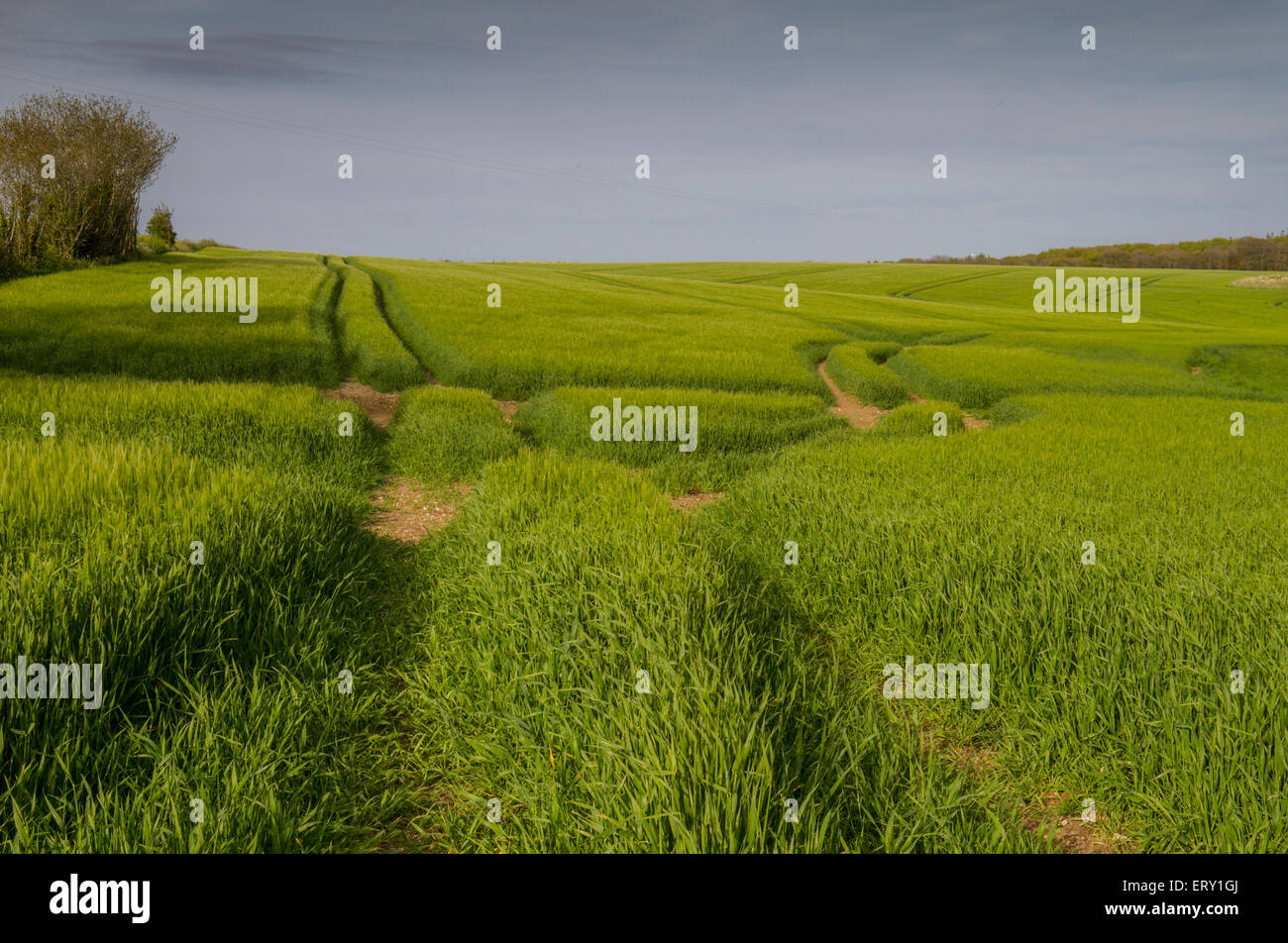 crop fields in countryside with tracks at sunset Stock Photo - Alamy