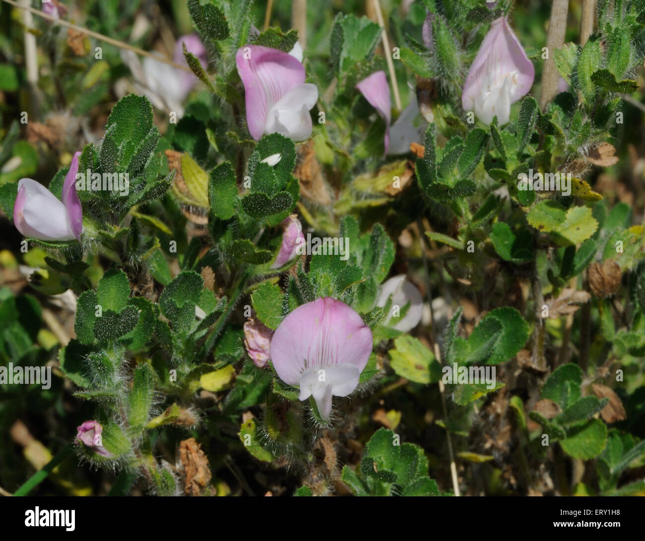 Rest harrow beach hi-res stock photography and images - Alamy