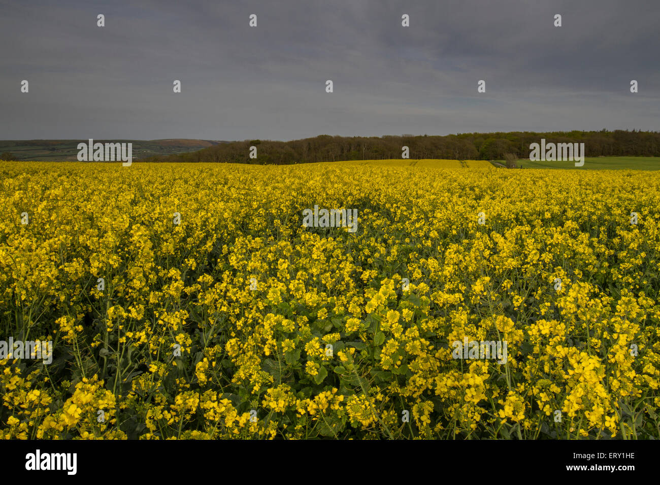 Rapeseed field uk hi-res stock photography and images - Alamy