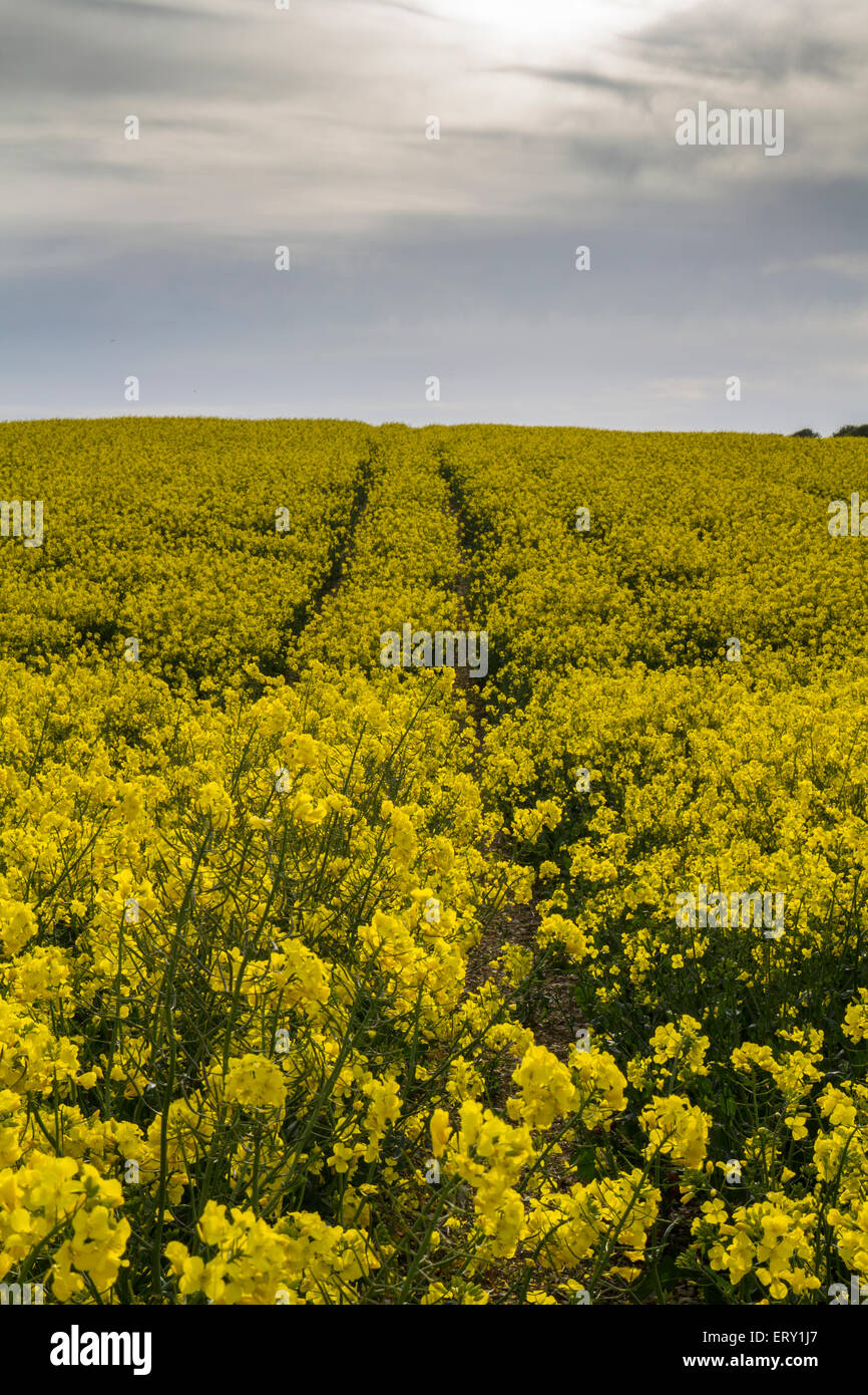 Rapeseed field uk countryside hi-res stock photography and images - Alamy
