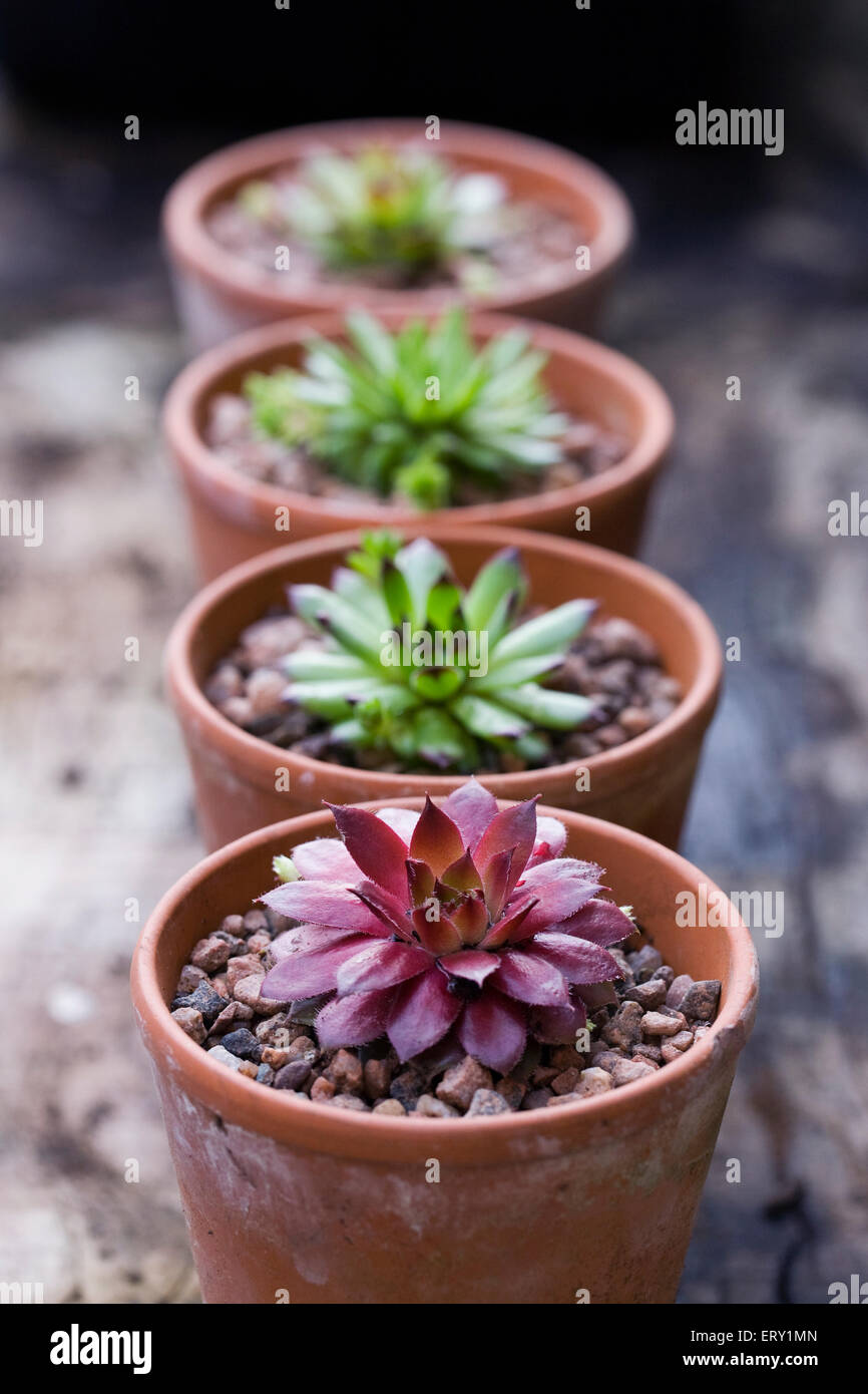 Succulents in pots hi-res stock photography and images - Alamy