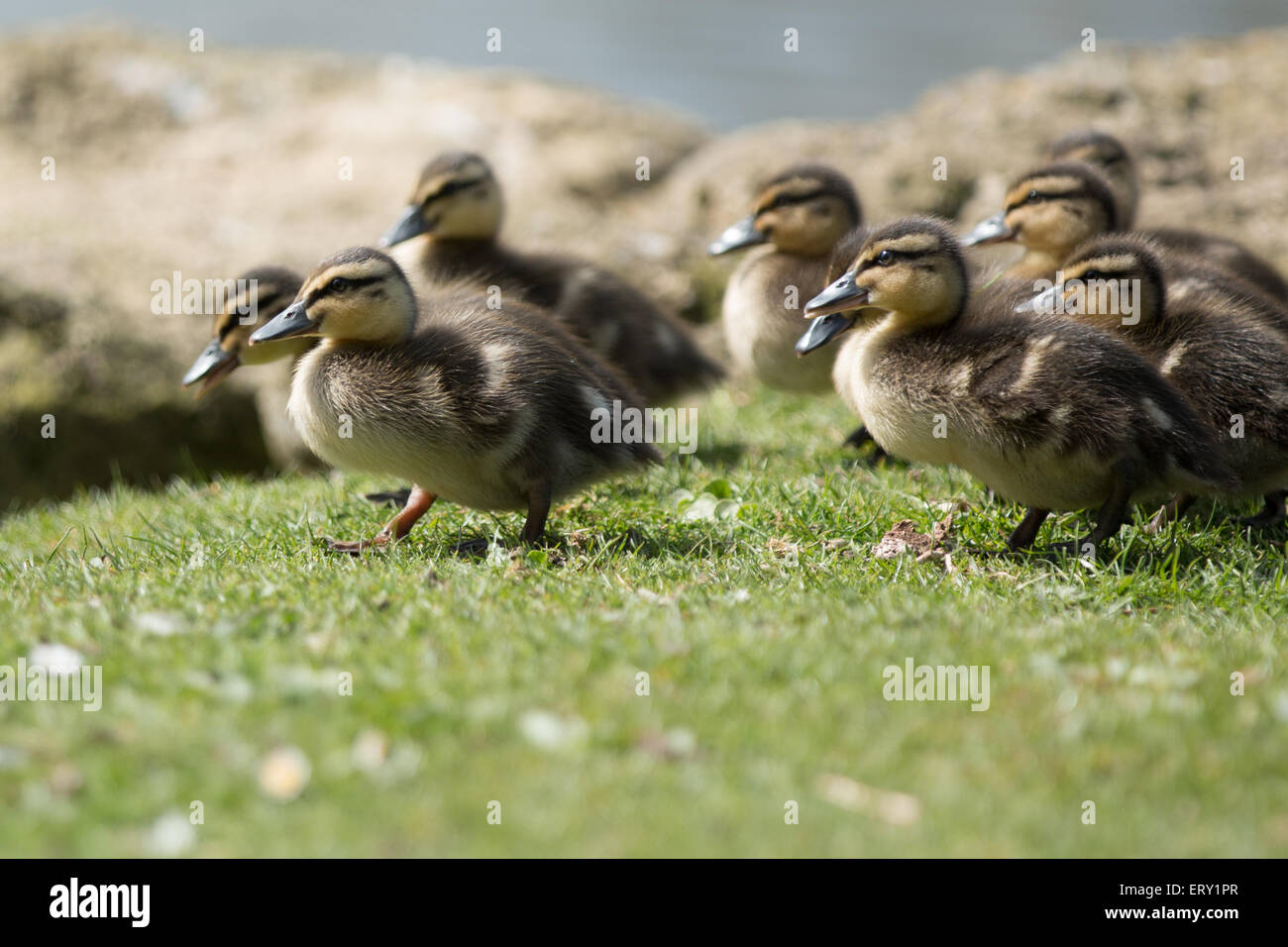 Ducklings spring hi-res stock photography and images - Alamy