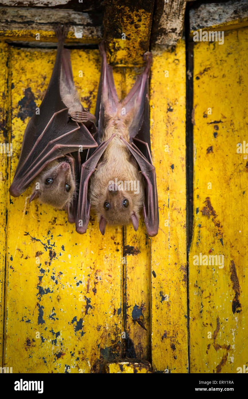 Two Egyptian fruit bats hanging out, London, UK Stock Photo - Alamy
