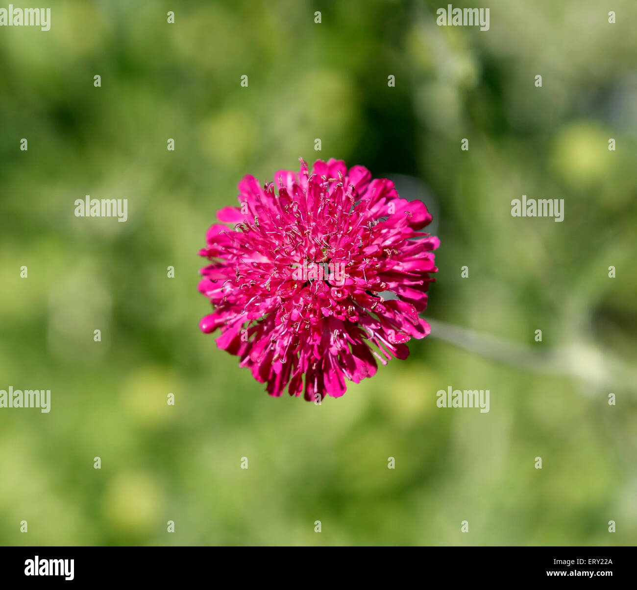 The Macedonian Scabious is a dark red flower Stock Photo - Alamy