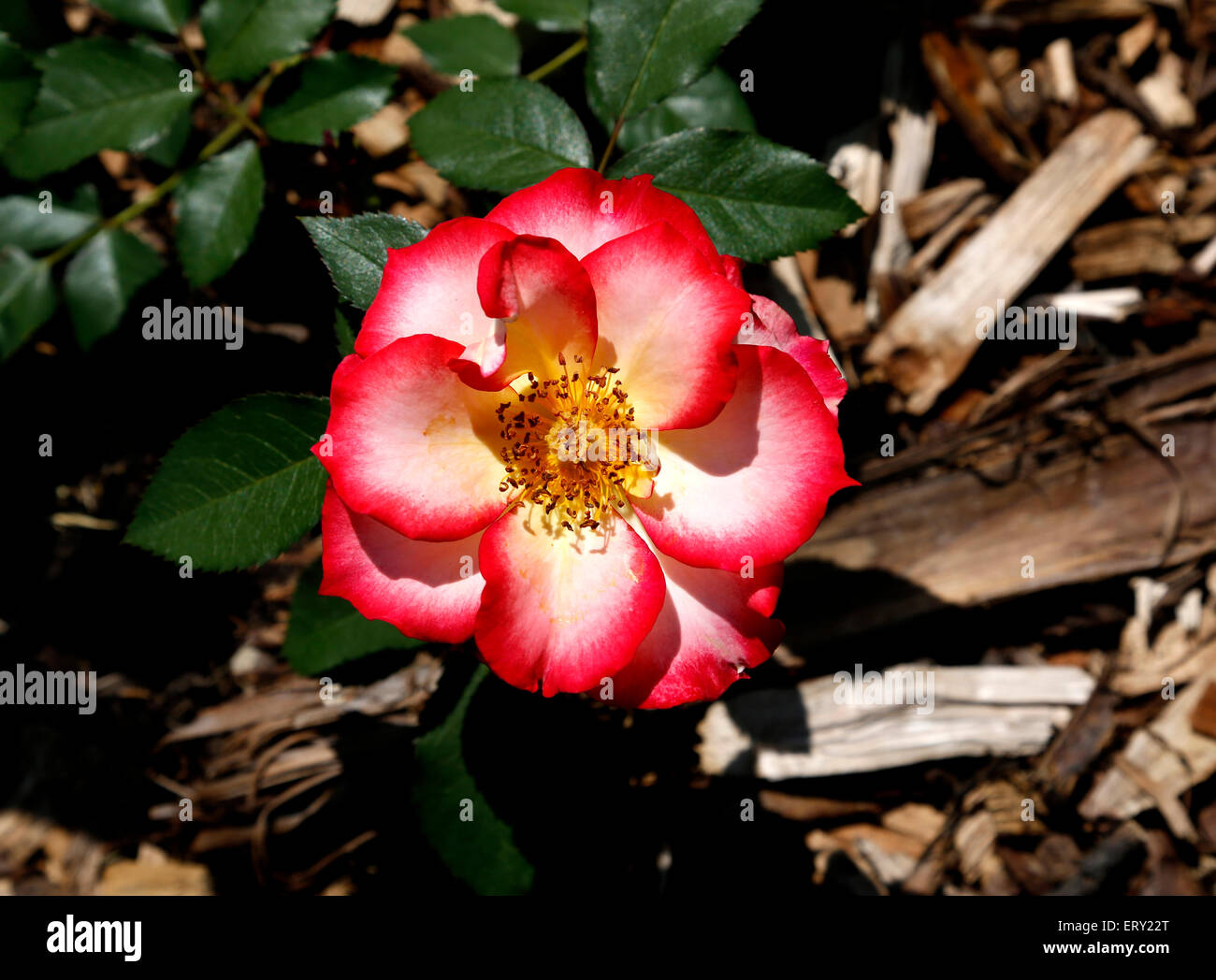 Betty boop hi-res stock photography and images - Alamy