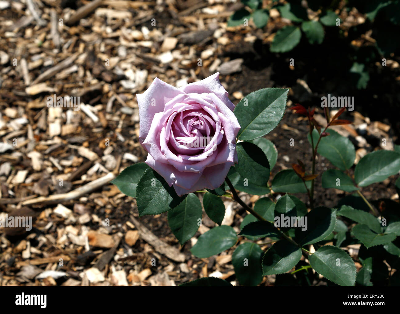 This is a lavender colored rose Stock Photo - Alamy