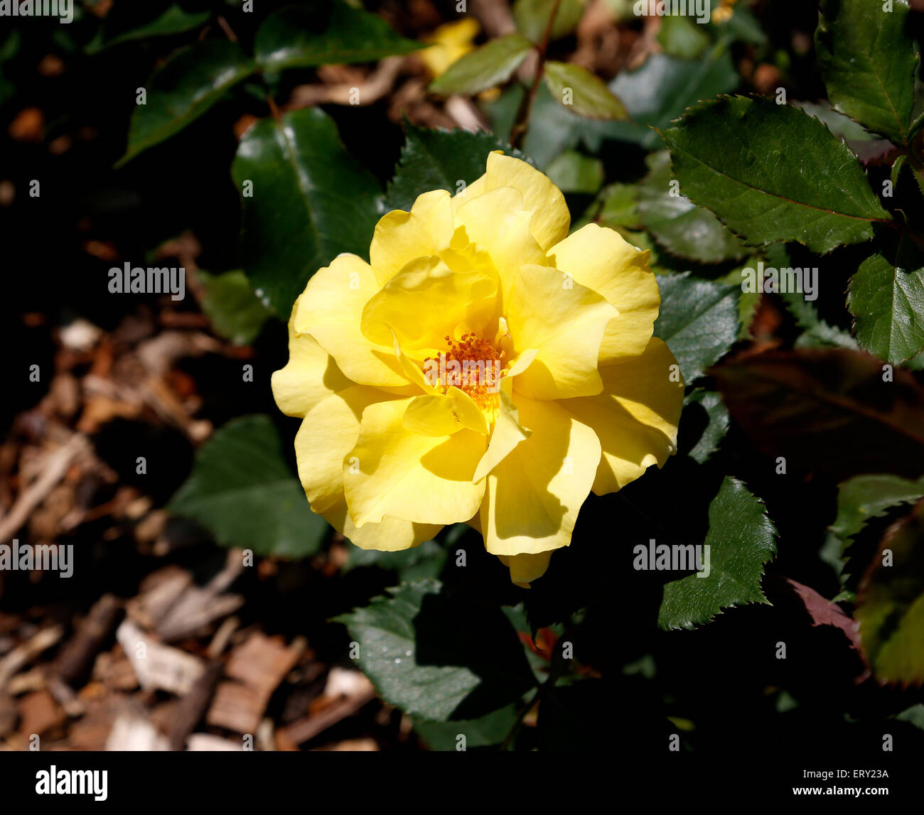 The Sun Sprite Rose is deep yellow with a strong fragrance with d ...