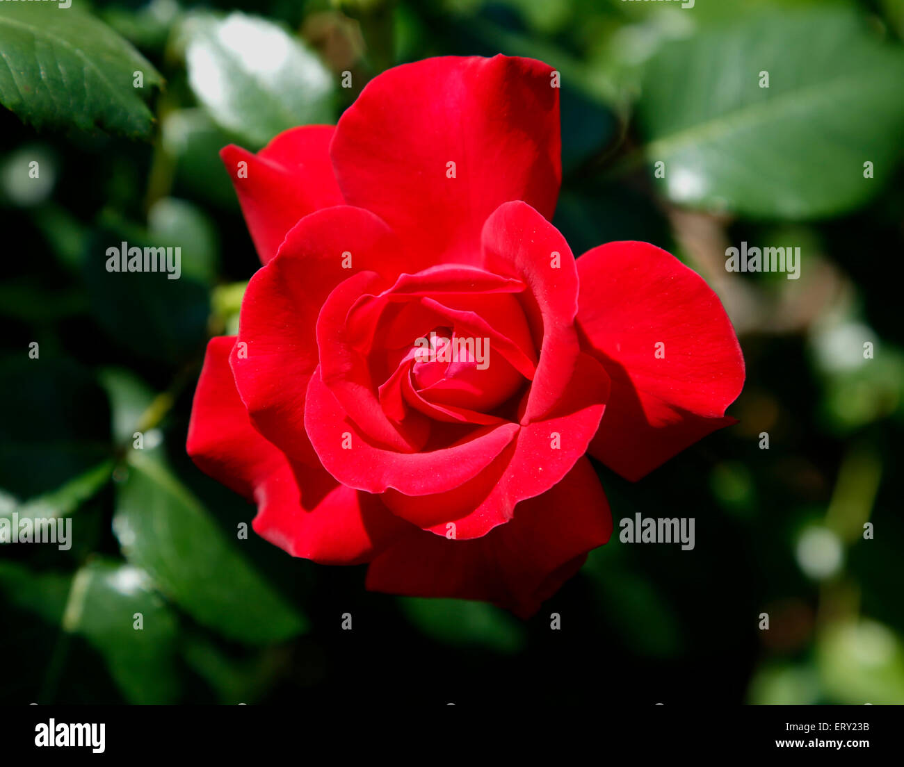 The Super Hero Rose is Dark Red and approximately 2.5 inches in ...