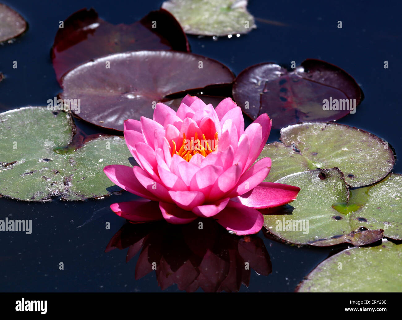 Pink Water Lily - Water Lilies are rooted in soil in bodies of water ...