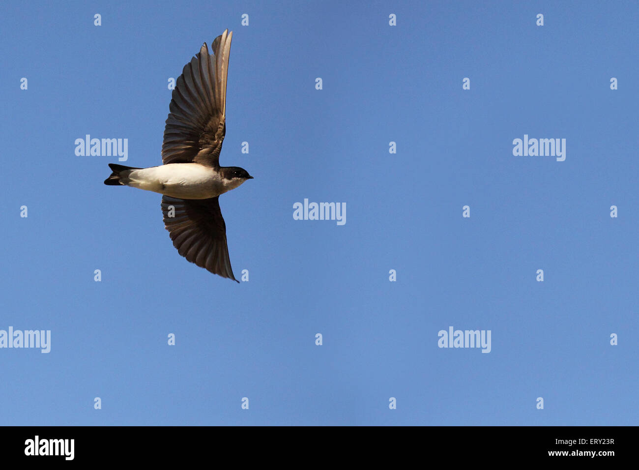 A female Tree Swallow in flight Stock Photo - Alamy