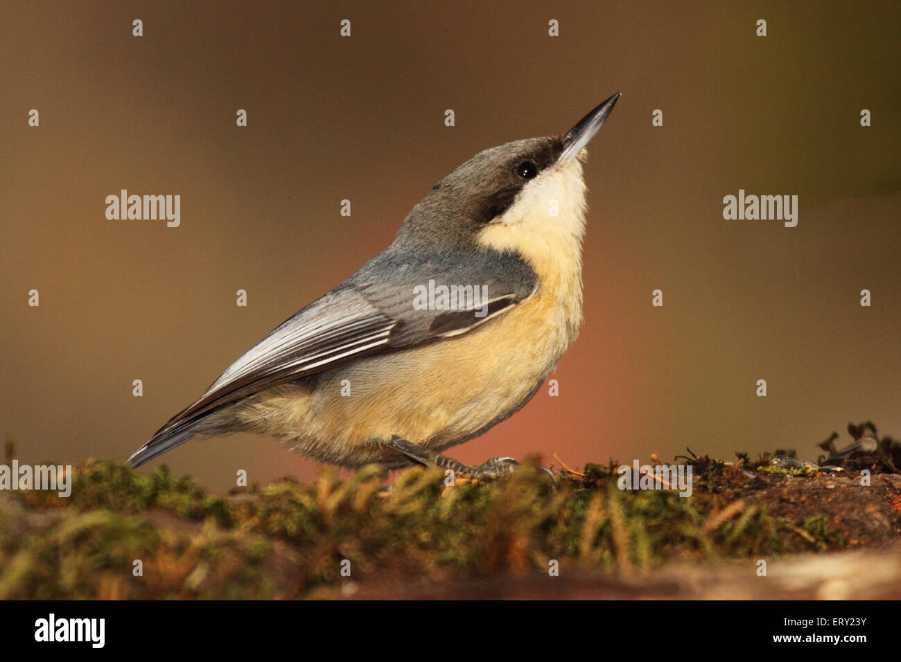 A Pygmy Nuthatch pointing up Stock Photo - Alamy