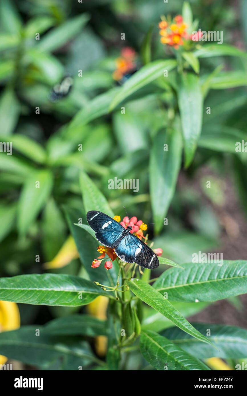 Butterflies on exotic tropical flower, Ecuador Stock Photo - Alamy