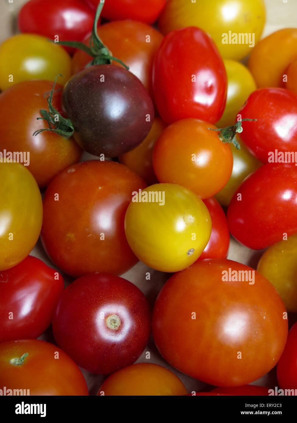 Coloured Tomatoes High Resolution Stock Photography and Images - Alamy