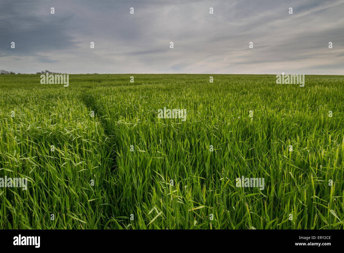 Crop and tracks hi-res stock photography and images - Alamy