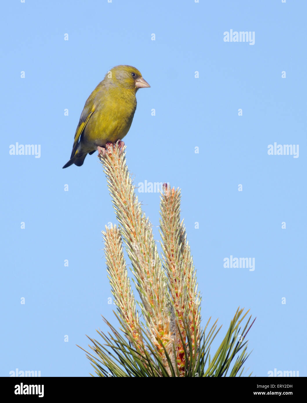 Male green finch hi-res stock photography and images - Alamy