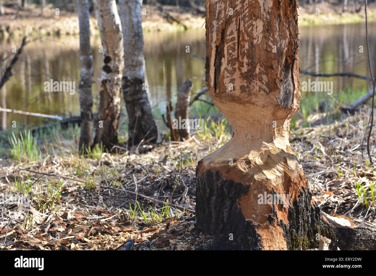 Beaver cutting oak tree hi-res stock photography and images - Alamy