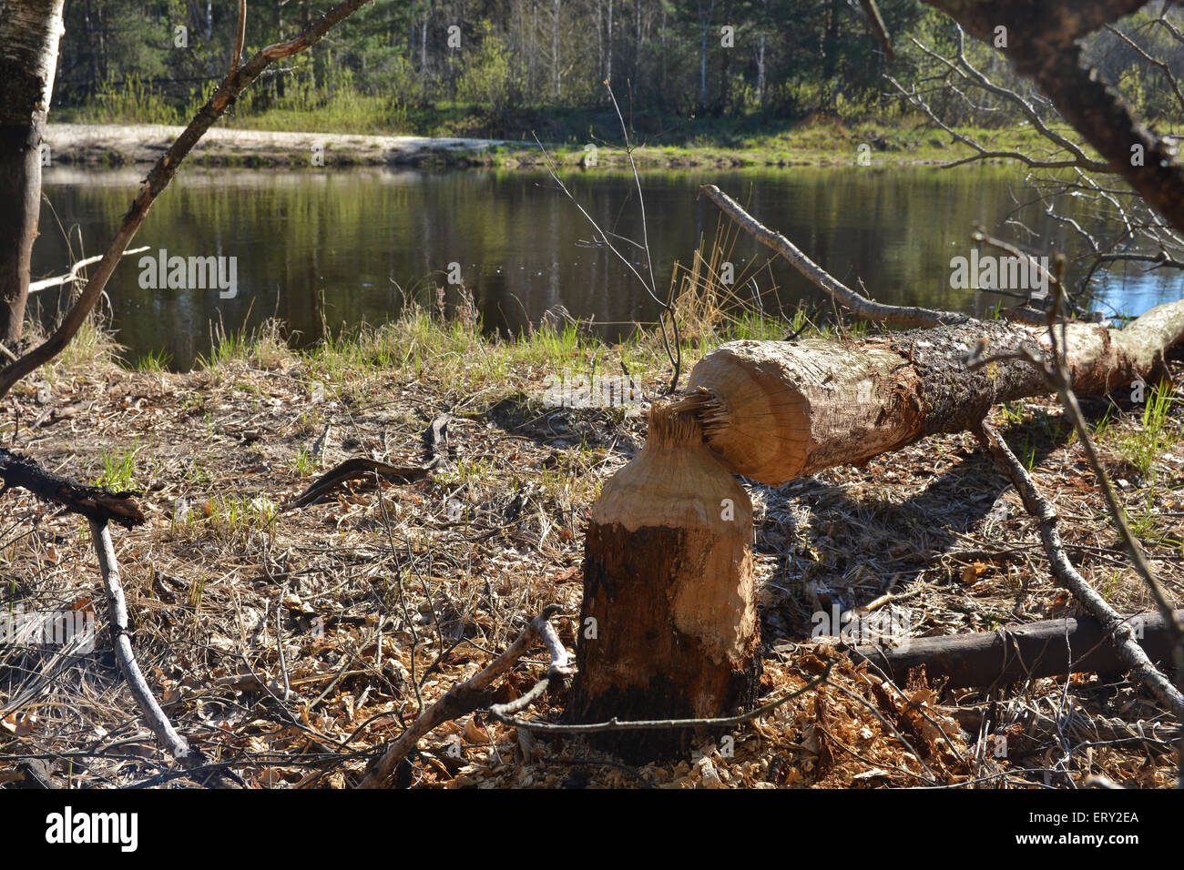 Beaver ruin of an oak forest in the national Park in the Ryazan region ...