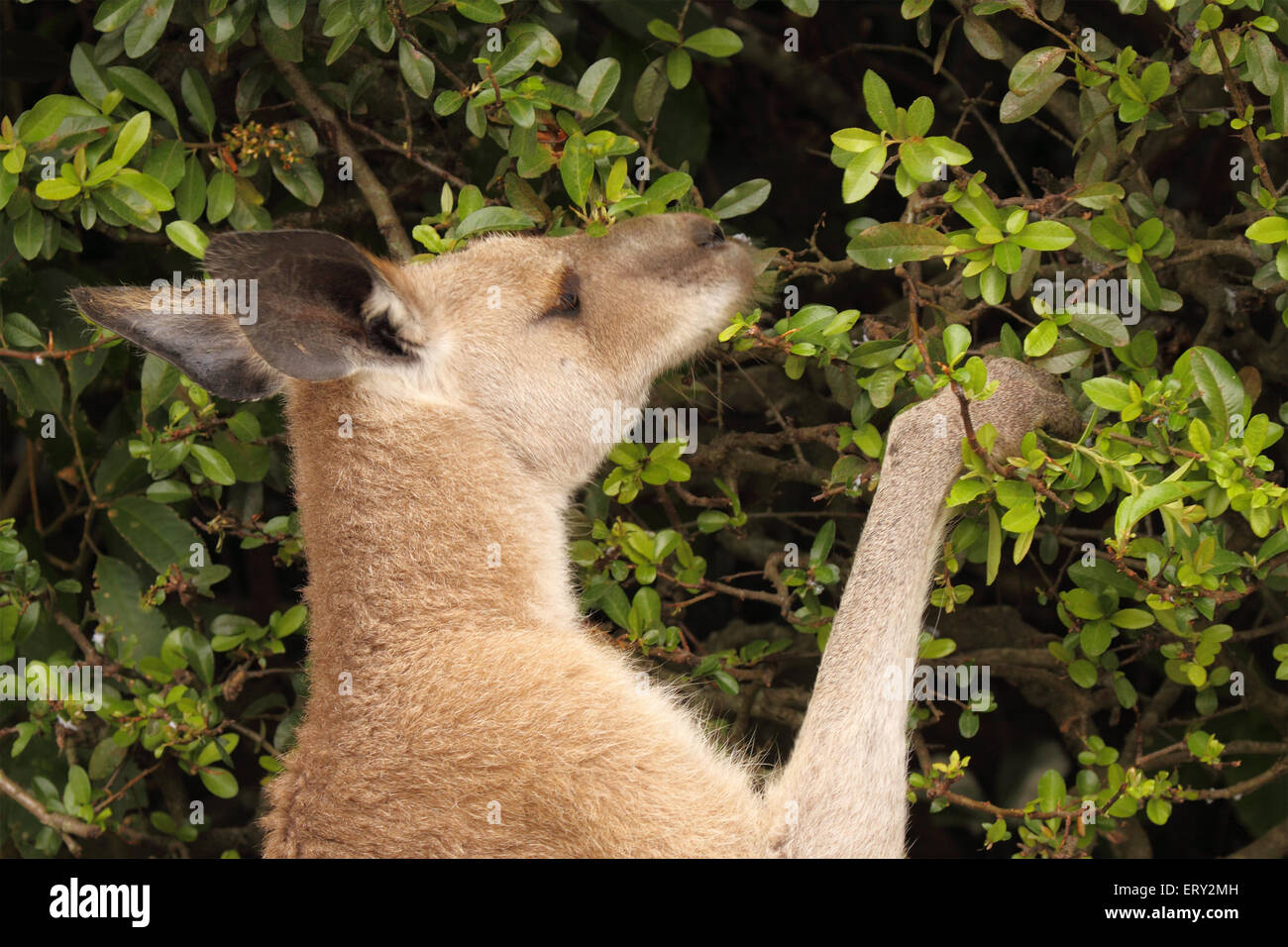 A Kangaroo eating a shrub Stock Photo - Alamy