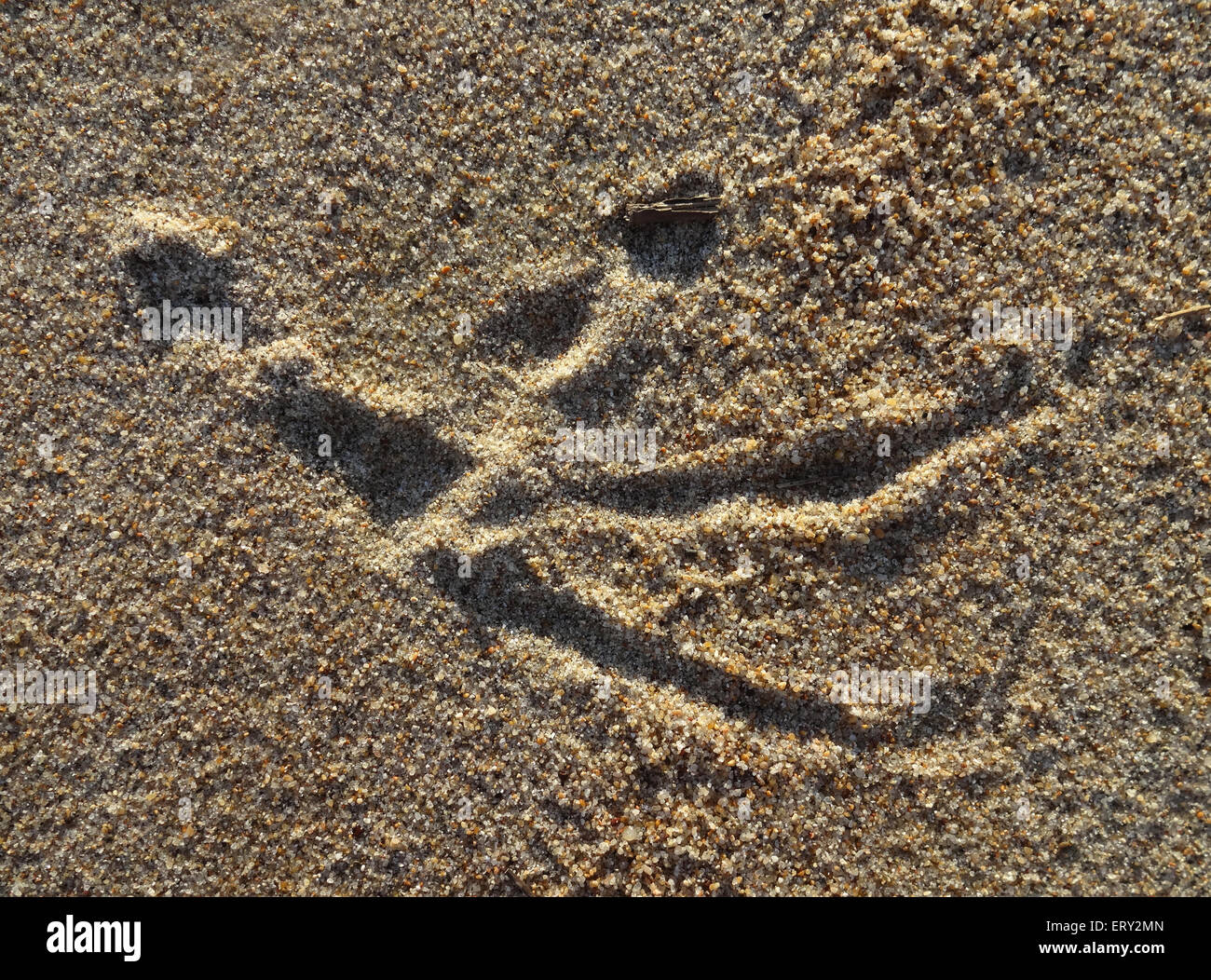 The right track of a Brown Pelican Stock Photo - Alamy