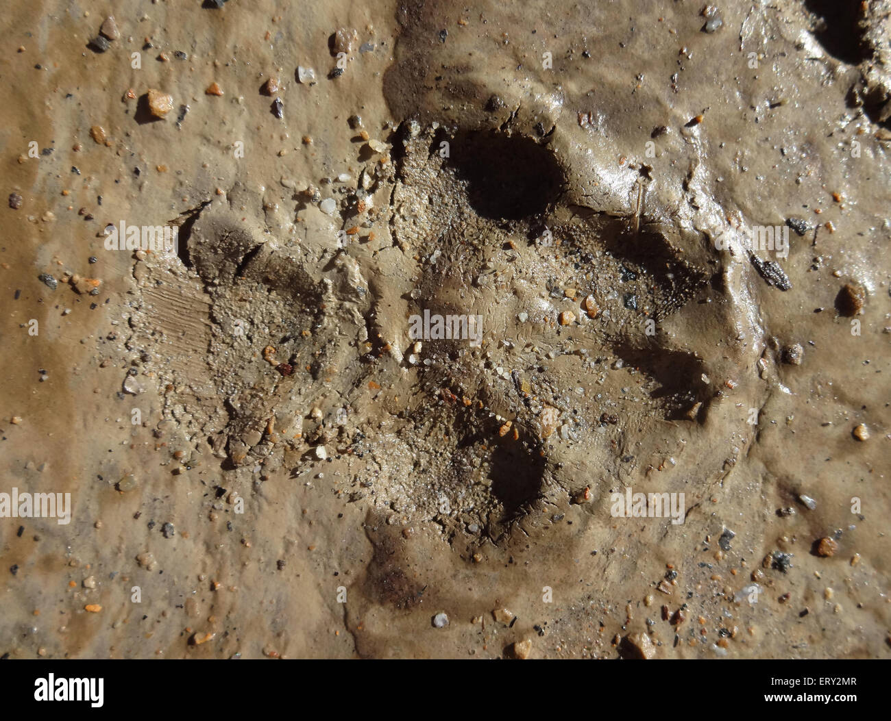 The track of a sliding gray fox Stock Photo - Alamy