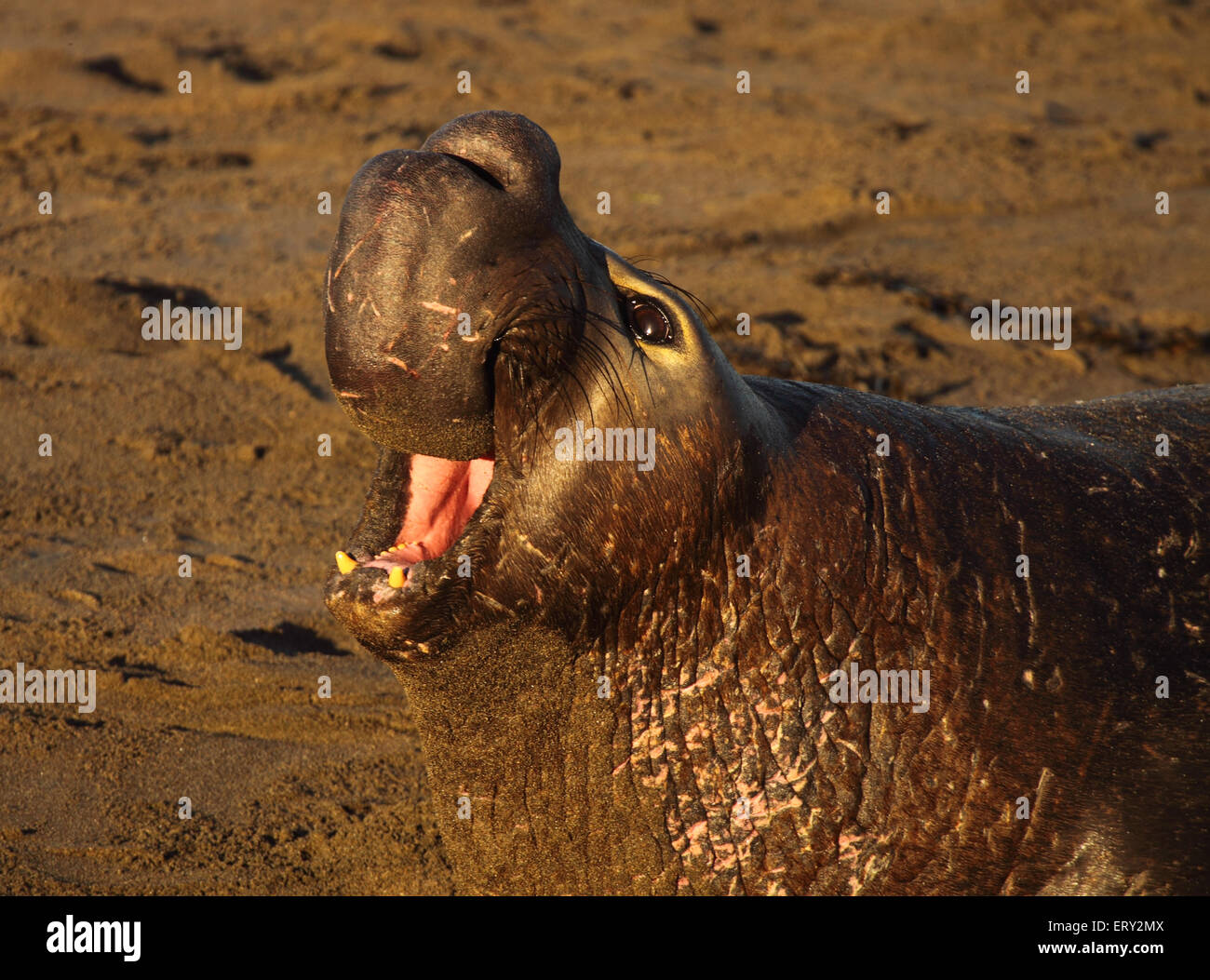 An Elephant Seal happily calling Stock Photo - Alamy