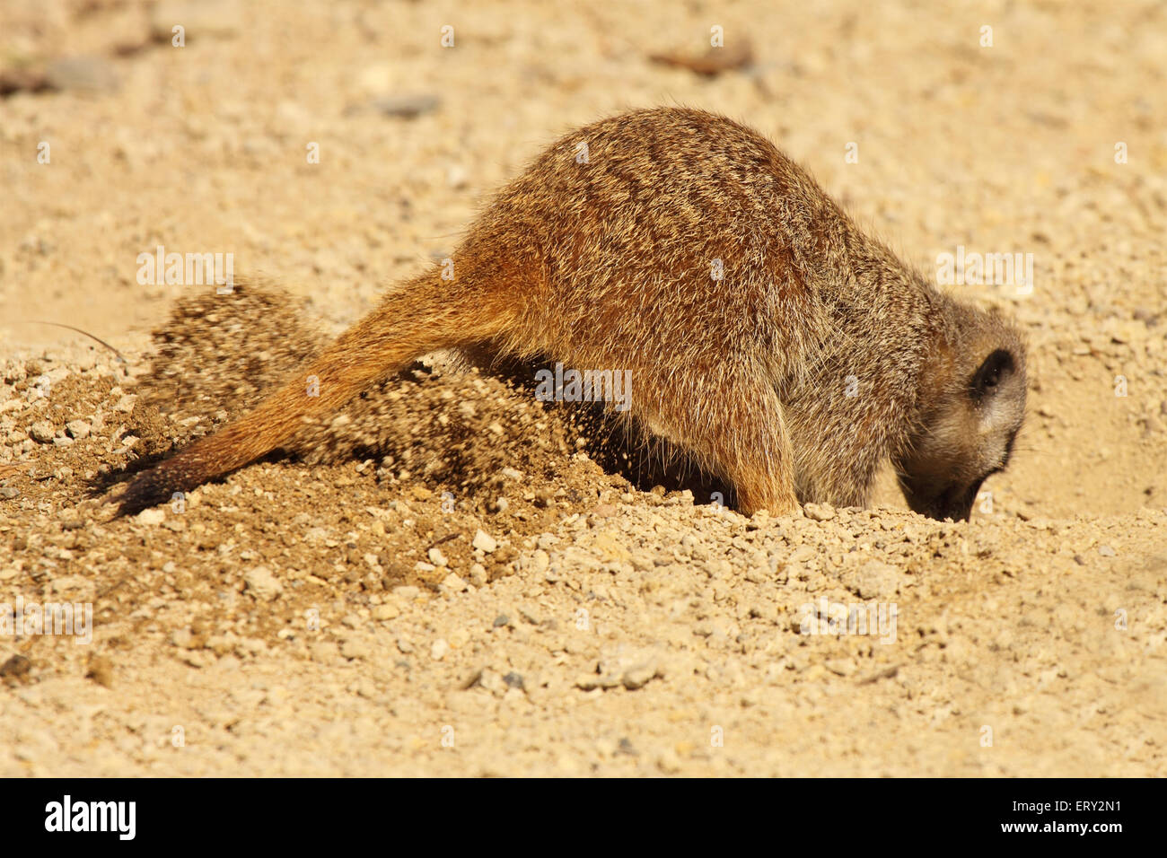 Throwing dirt hi-res stock photography and images - Alamy