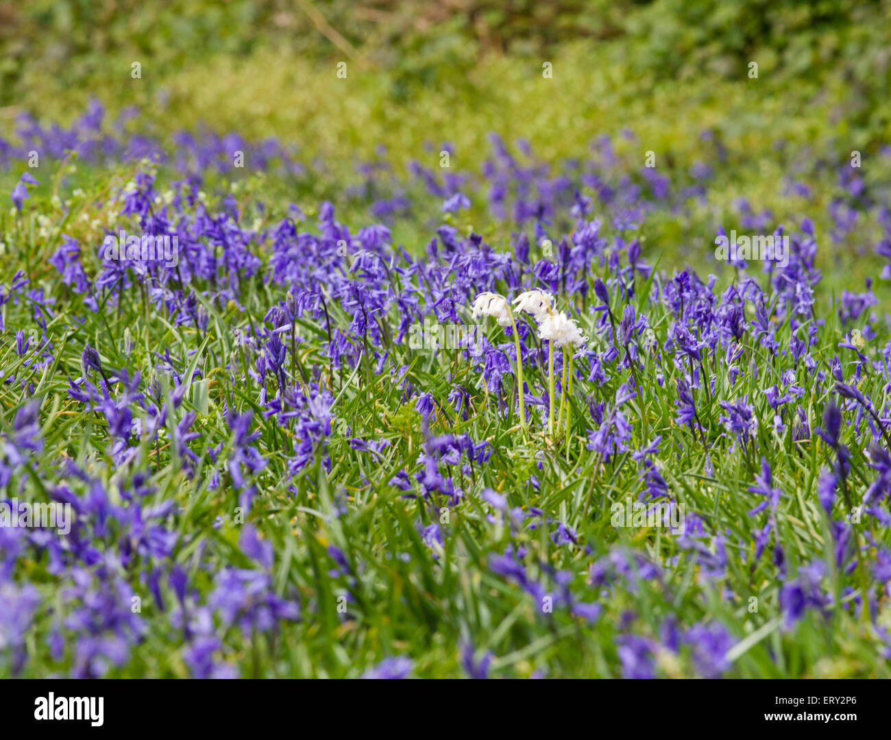 White bluebells hi-res stock photography and images - Alamy