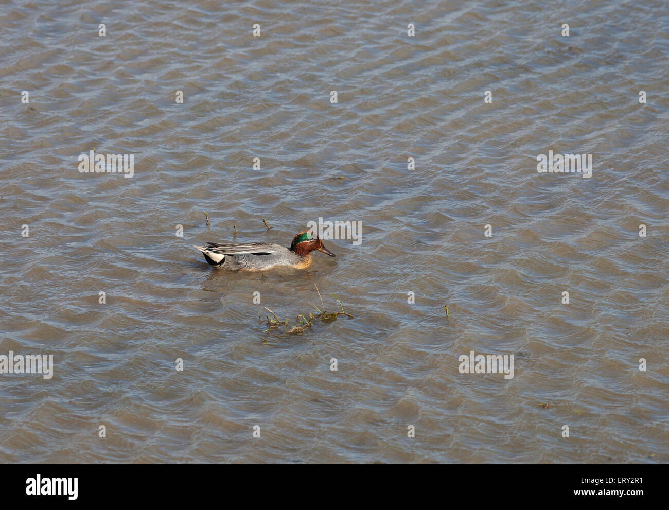 Eurasian teal drake swimming hi-res stock photography and images - Alamy