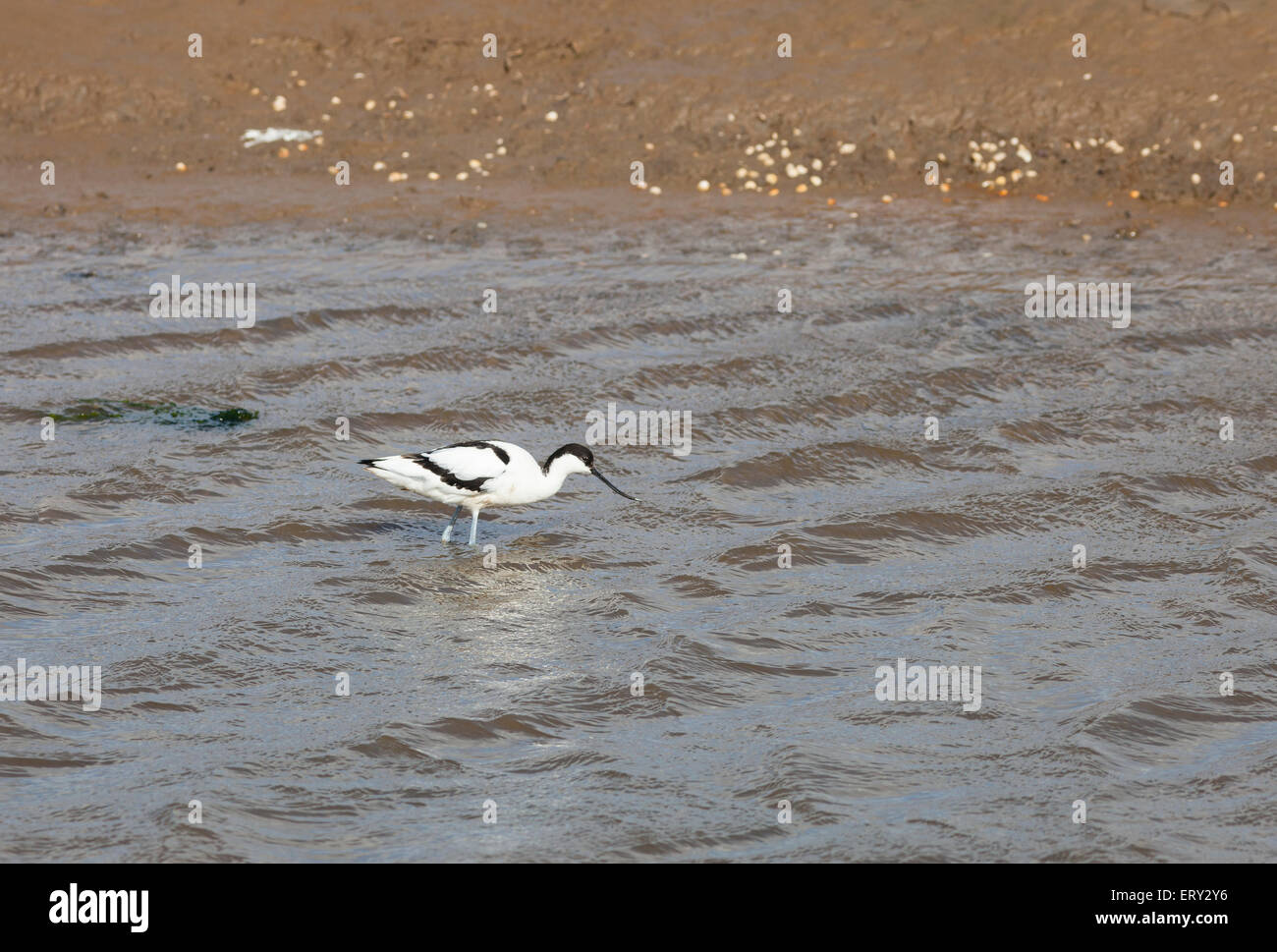 An avocet searching for food in the shallows Stock Photo - Alamy