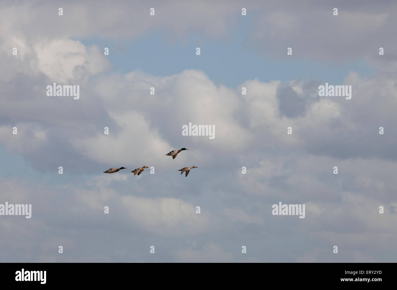 Mallard ducks flying hi-res stock photography and images - Alamy