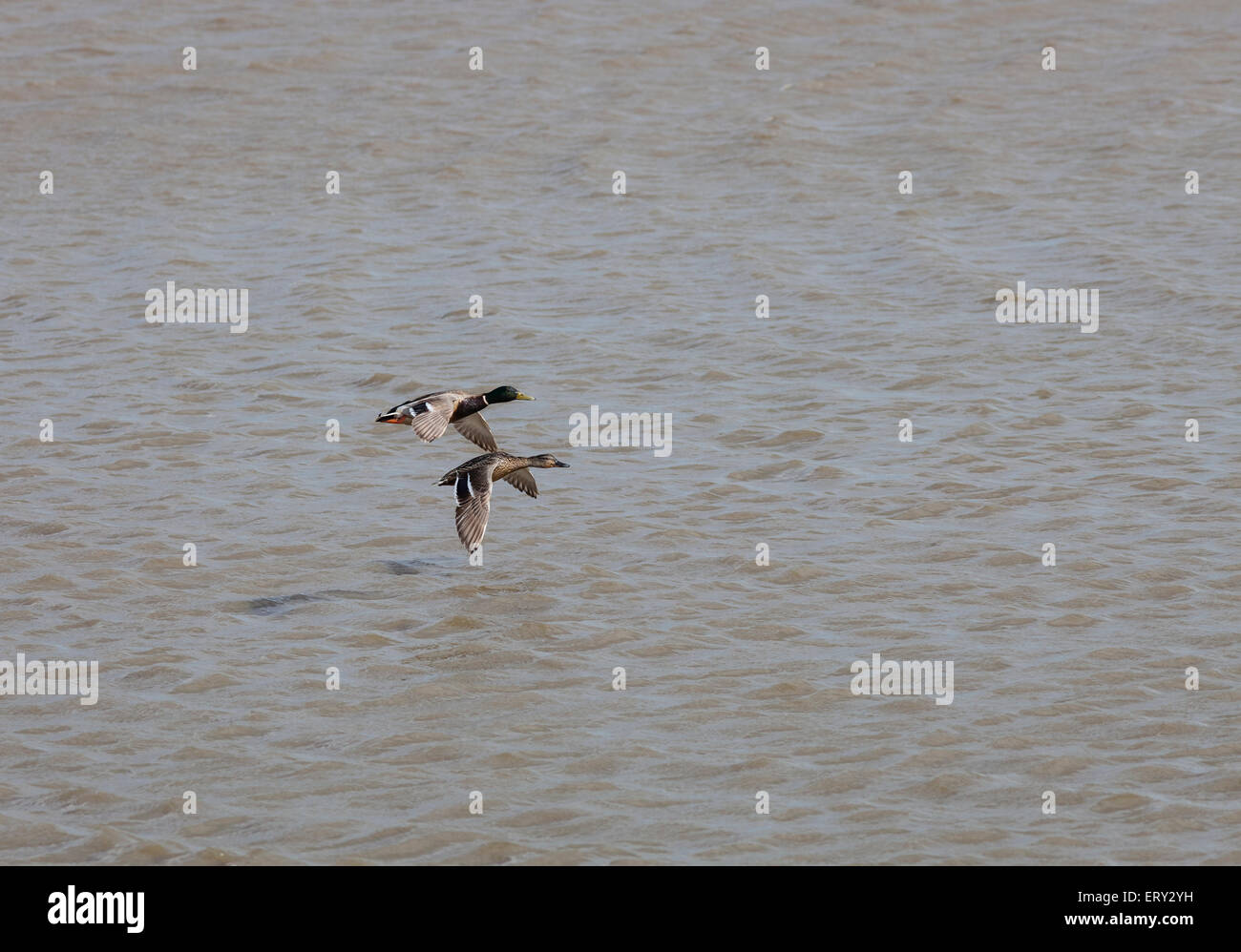 Mallard ducks flying hi-res stock photography and images - Alamy