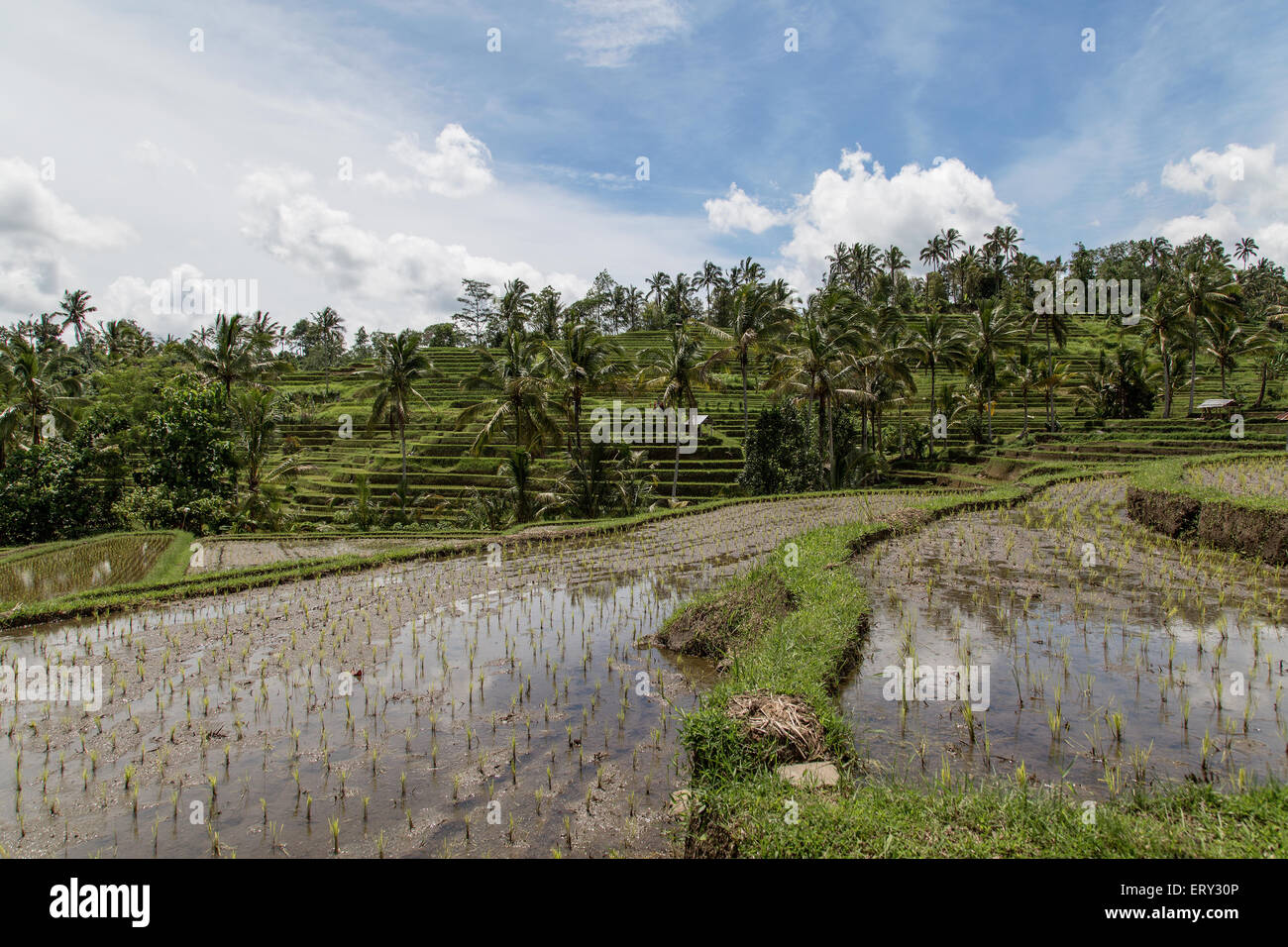 Balinese landscaping hi-res stock photography and images - Alamy