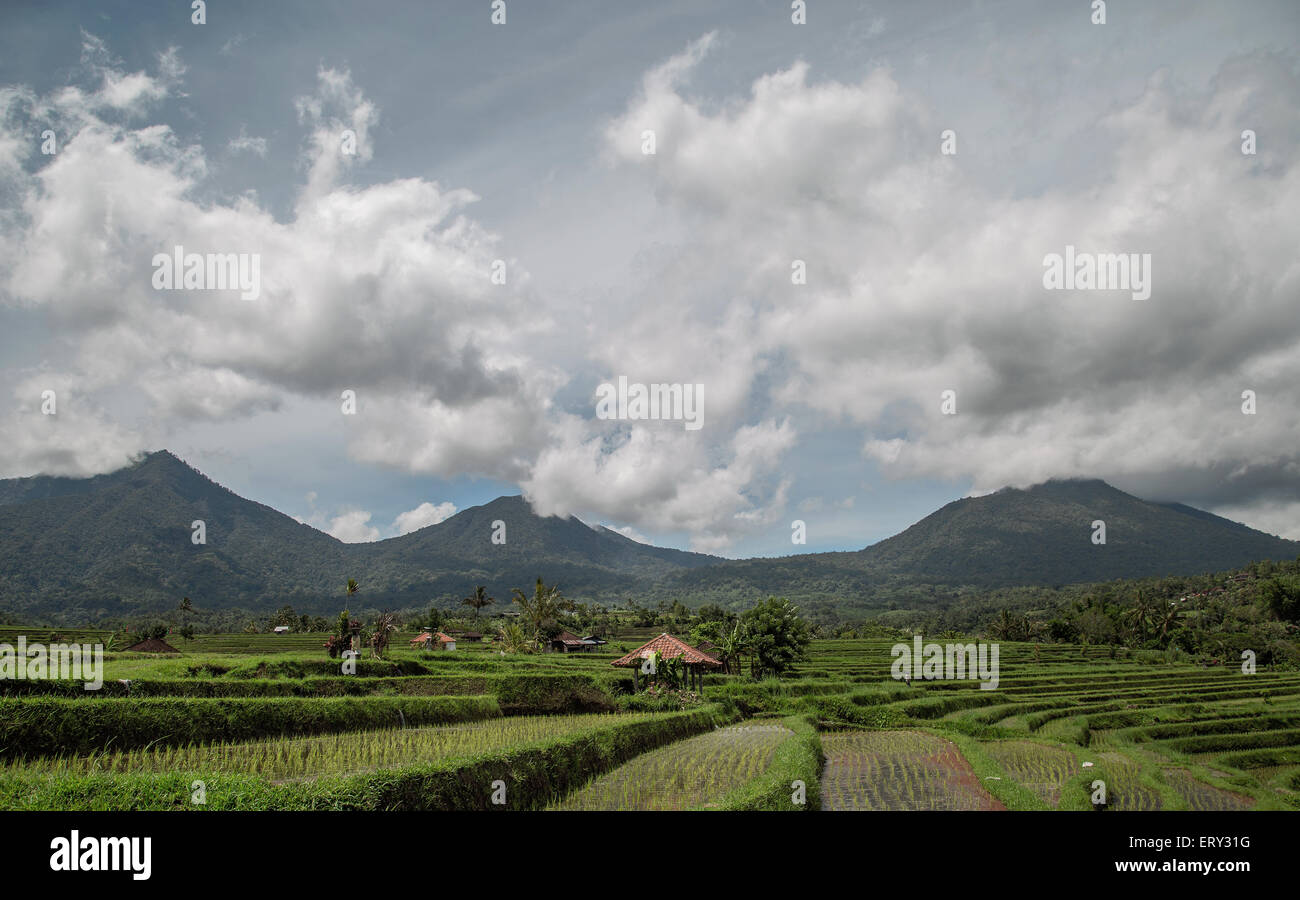 landscape of rice fields Stock Photo - Alamy