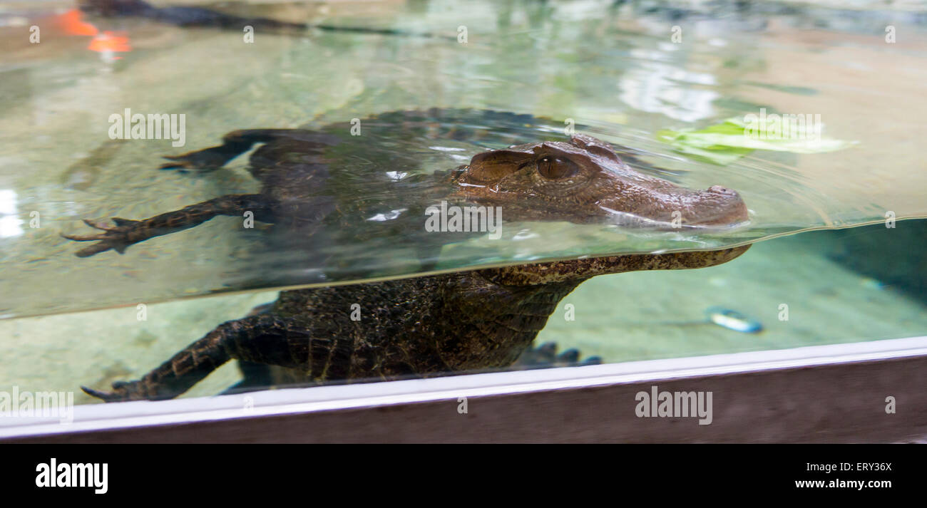 Baby crocodile hi-res stock photography and images - Alamy