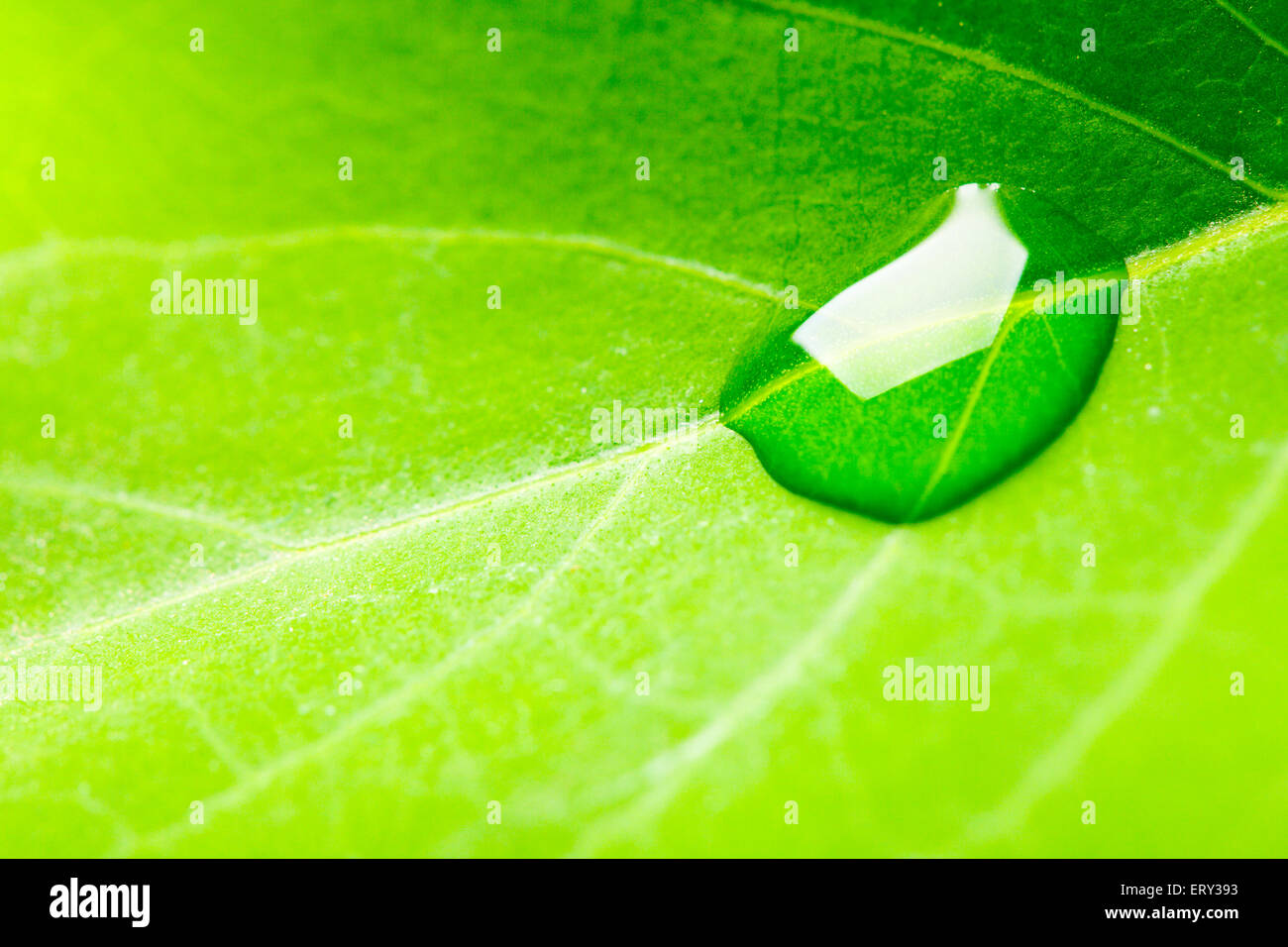 Water drop on leaf Stock Photo - Alamy