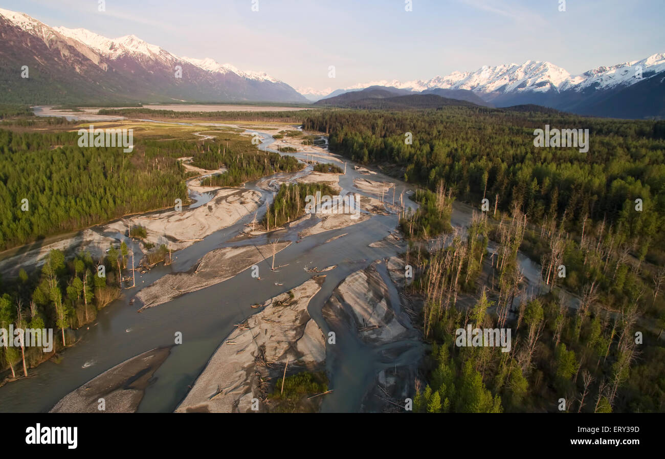 Alaska summer birch forest hi-res stock photography and images - Alamy