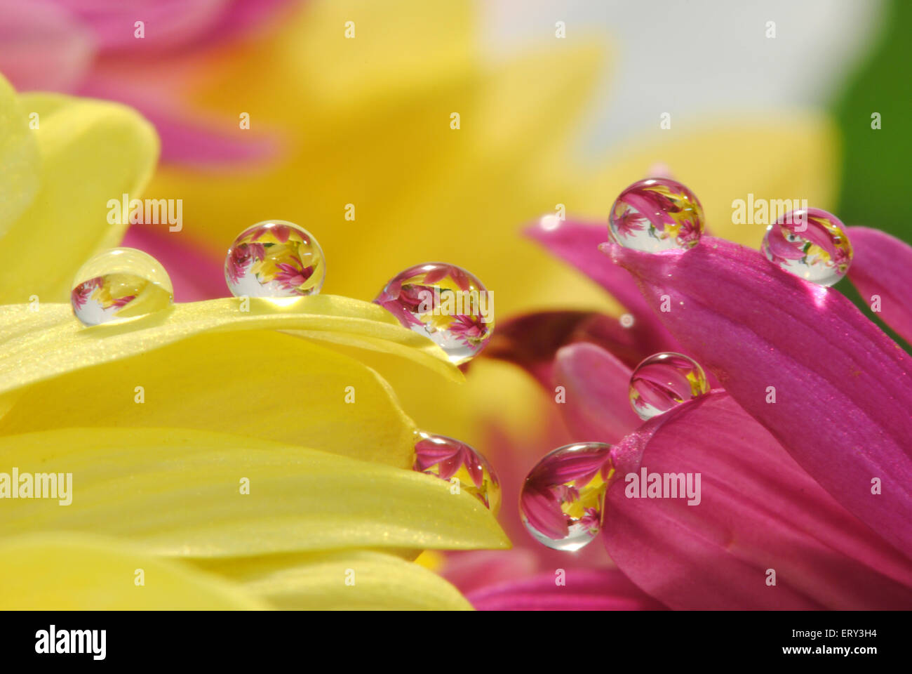 Flower reflection hi-res stock photography and images - Alamy