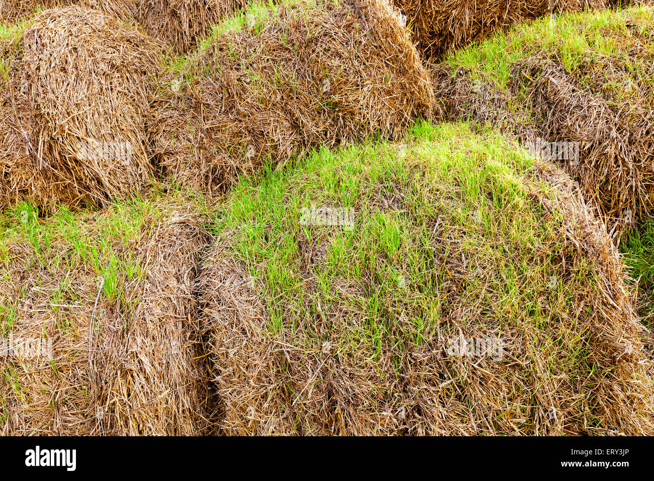 the sprouted wheat Stock Photo - Alamy