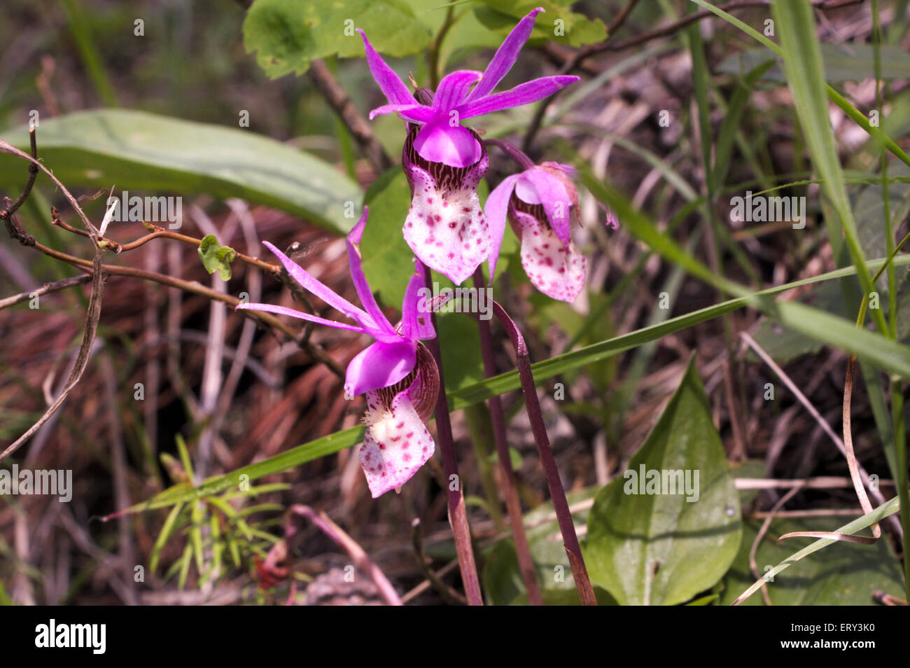 Three wild orchids in the forest Stock Photo - Alamy