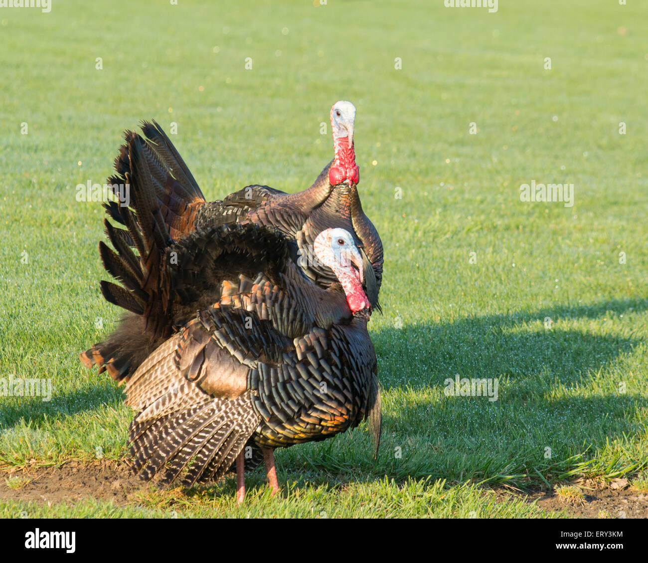 Wild turkey strutting for a mate in the spring mating season Stock ...