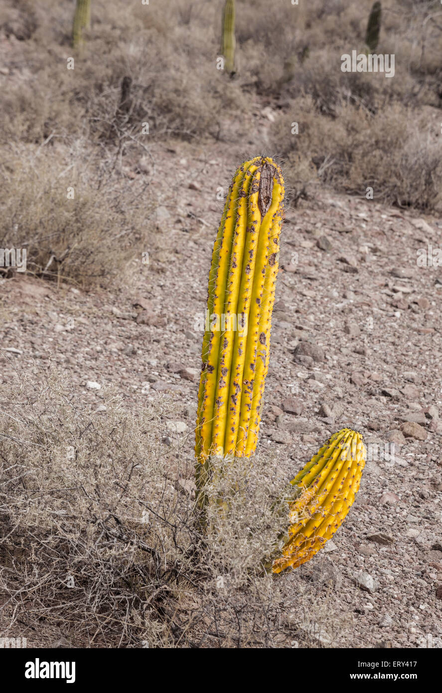 Vegetation in desert hi-res stock photography and images - Alamy