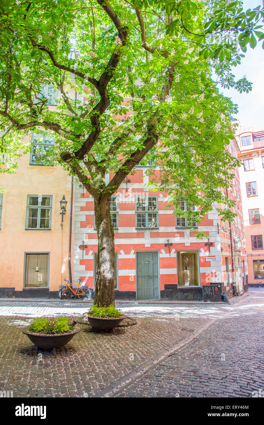 Tree on Square in Old town, Stockholm Stock Photo - Alamy