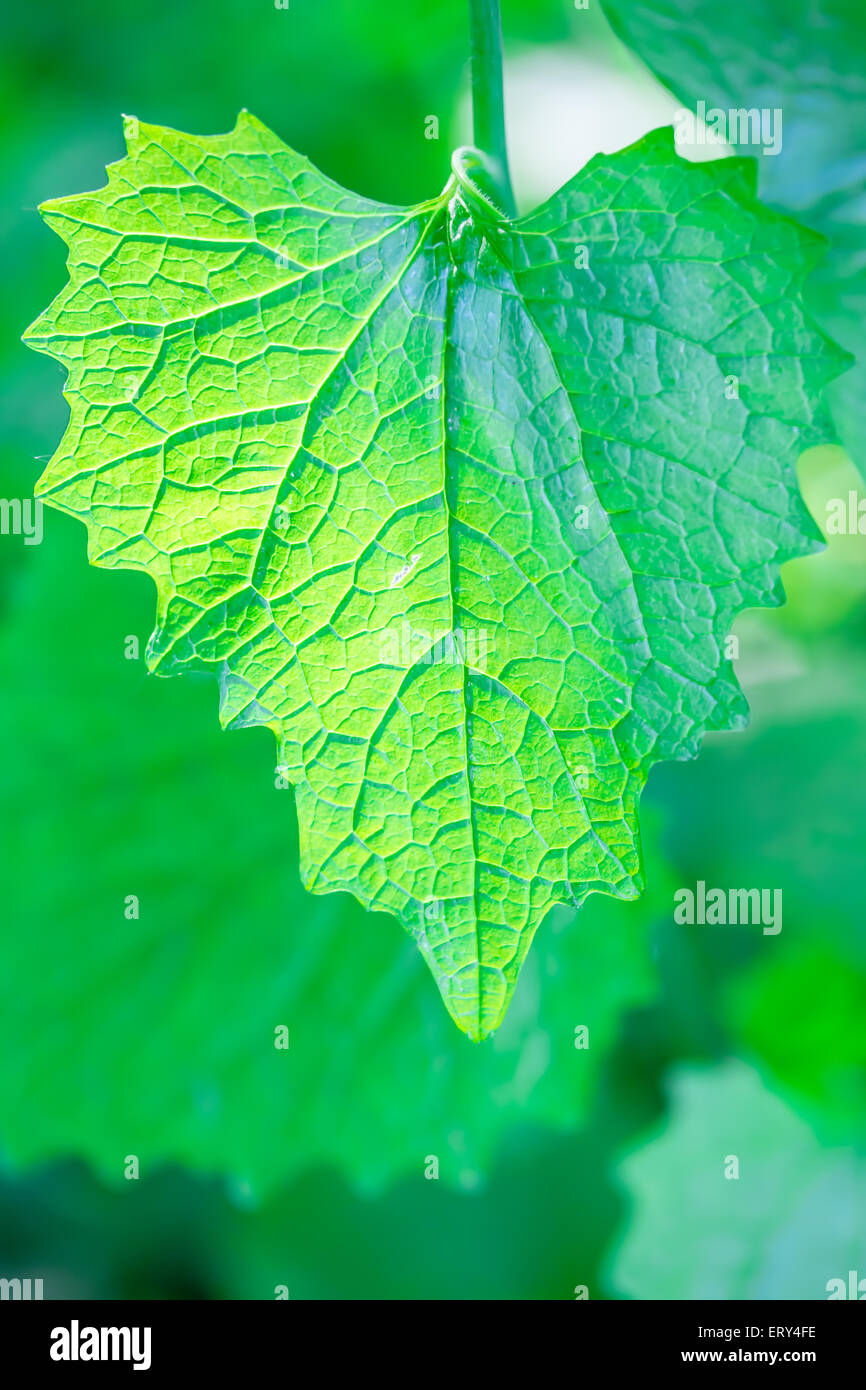 Tree veins hi-res stock photography and images - Alamy