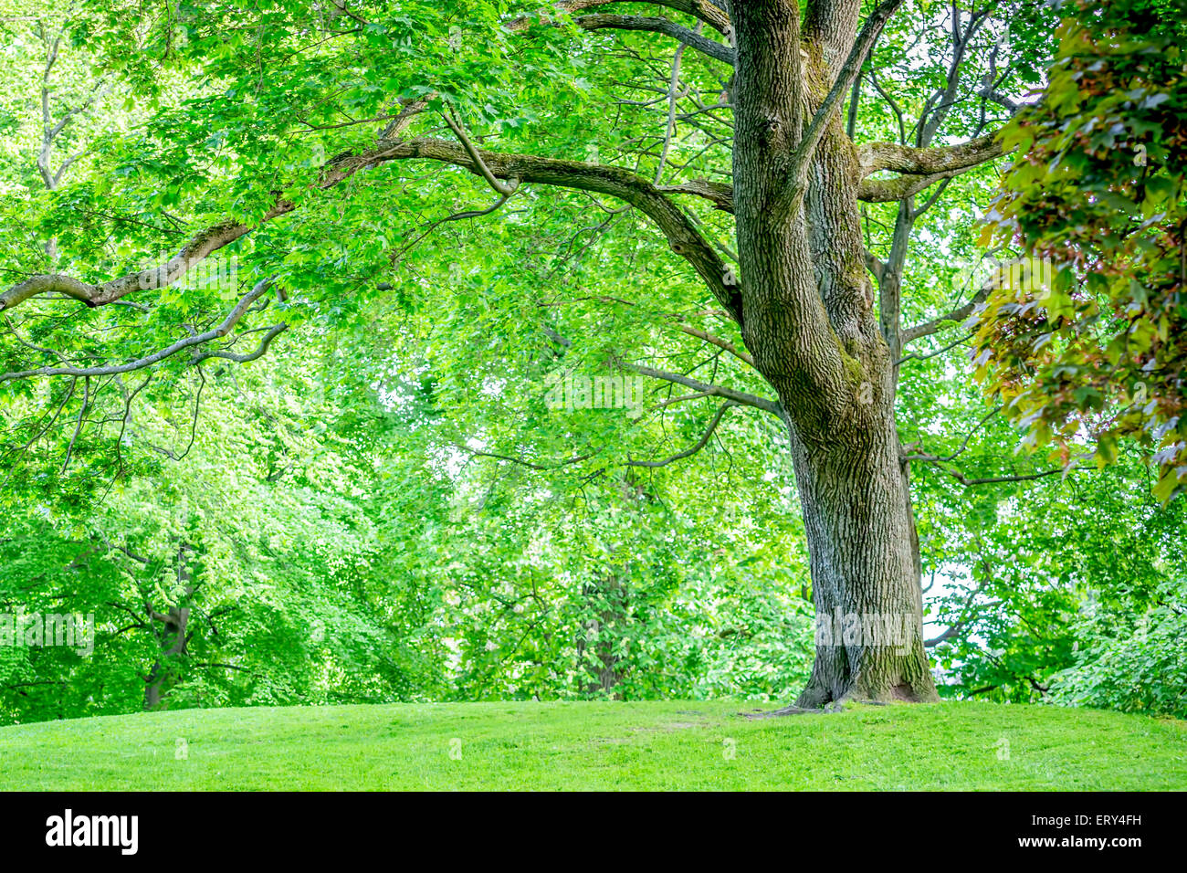 Big tree root green leaf hi-res stock photography and images - Alamy