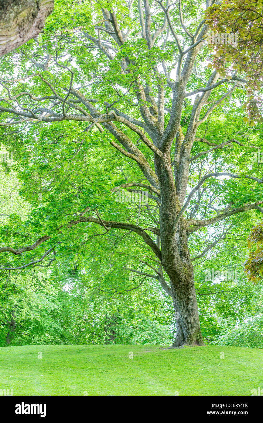 Tree green leaf hi-res stock photography and images - Alamy