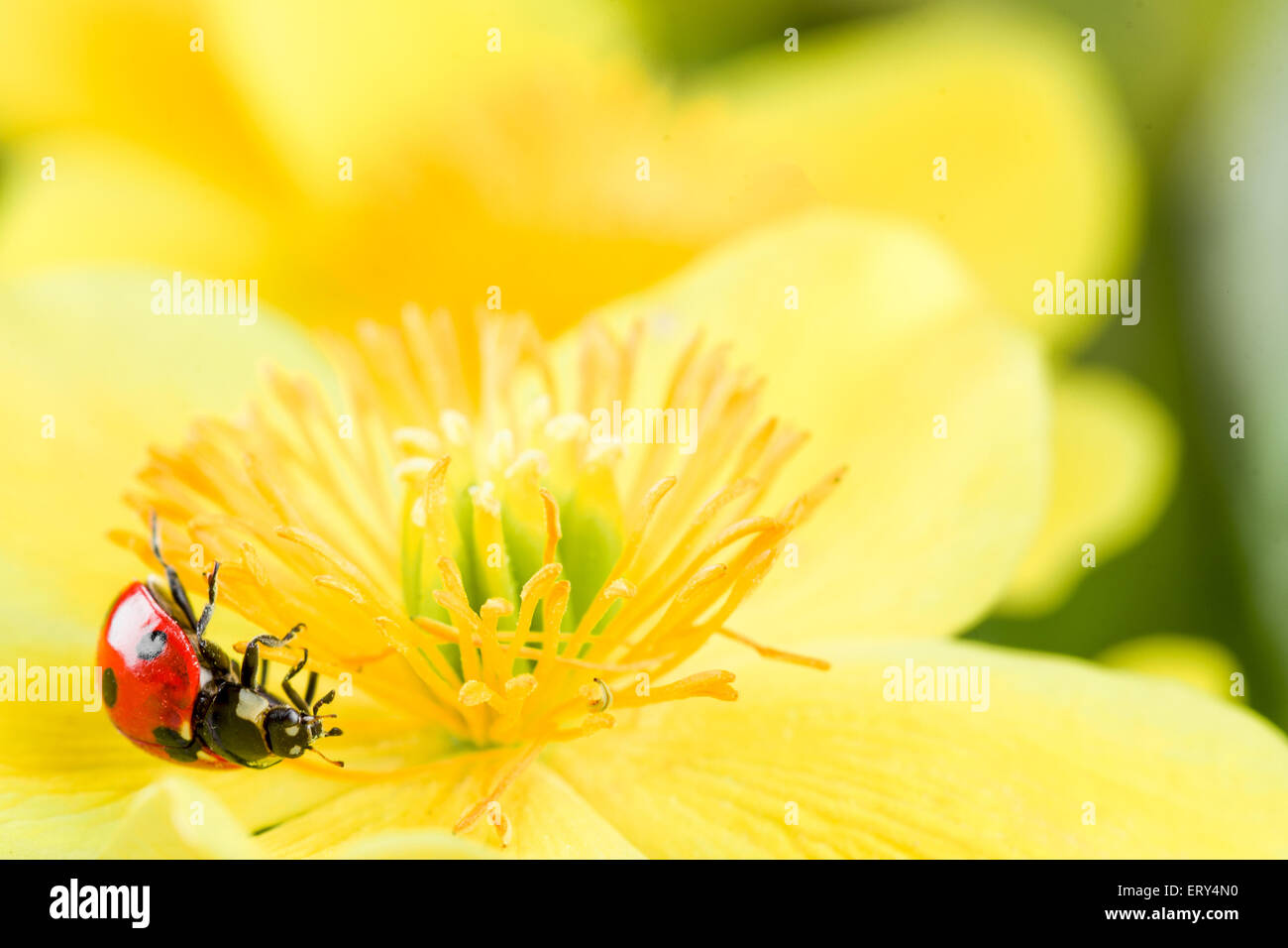 Leaf flower environment nature hi-res stock photography and images - Alamy