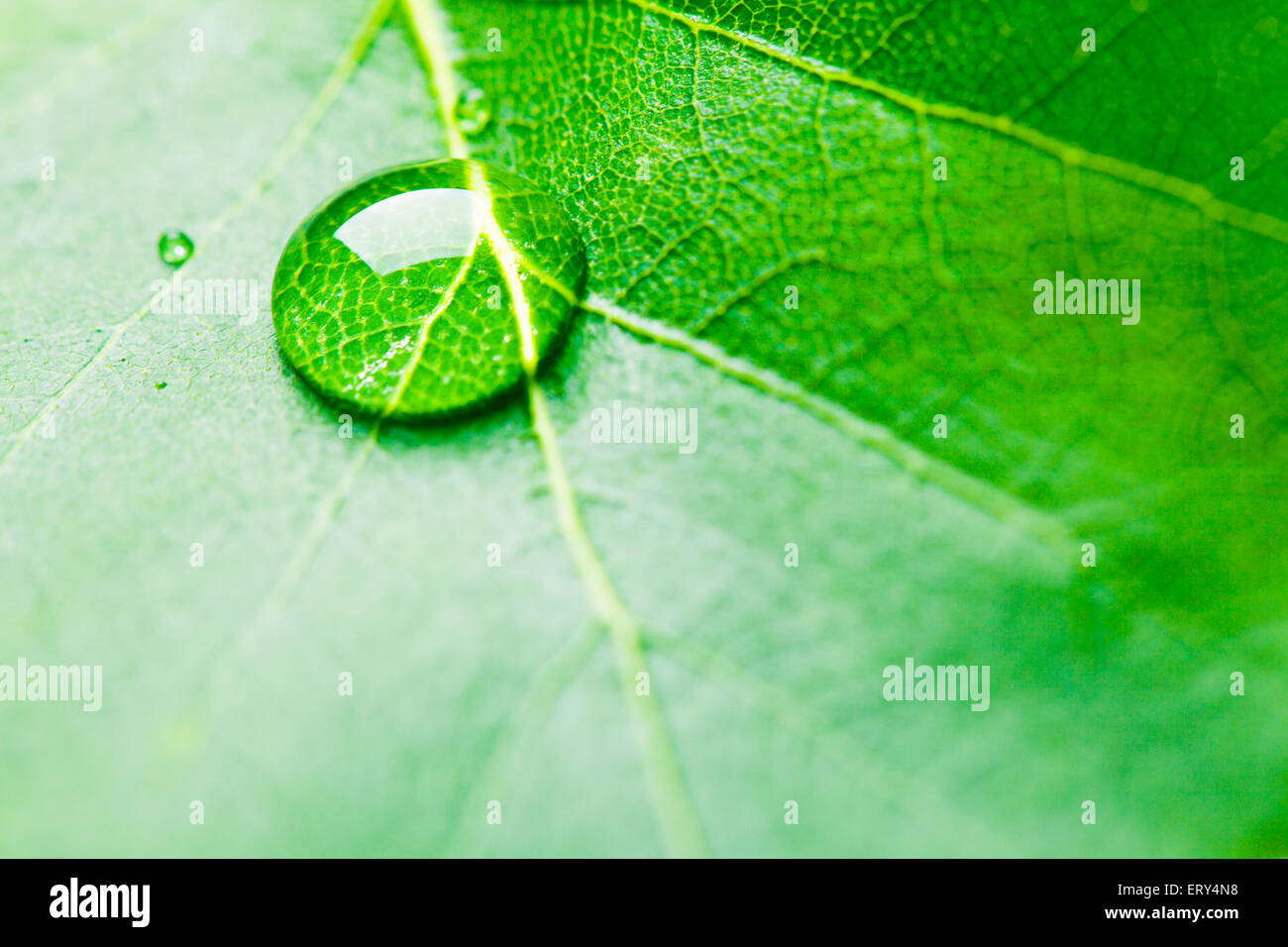 Water drop on leaf Stock Photo - Alamy