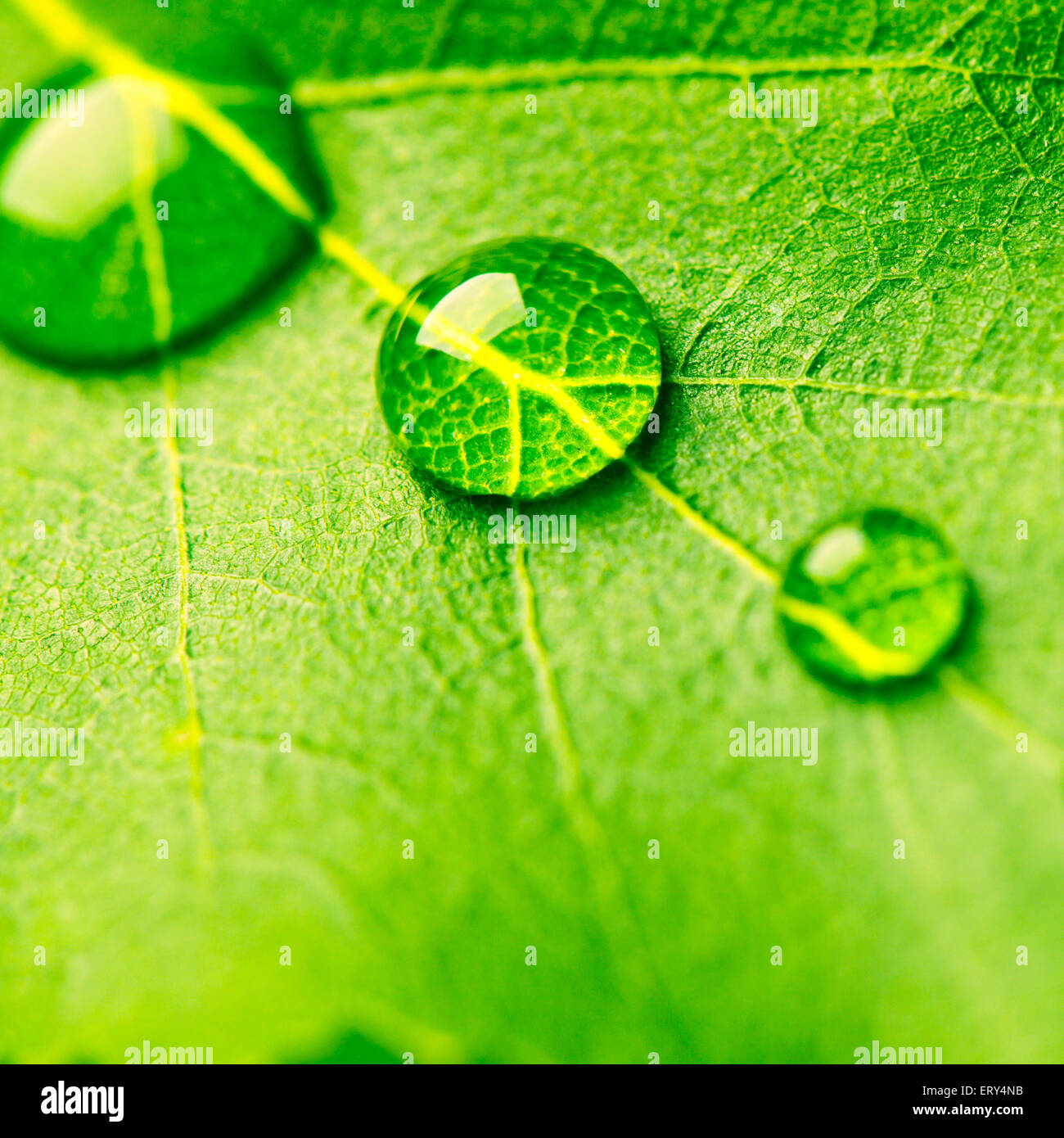 Water drop on leaf Stock Photo - Alamy